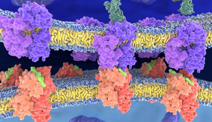 New class of immunotherapy targets found in pancreatic and other ...