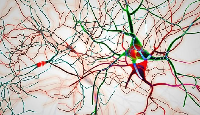What role do nerves play in cancer? | MD Anderson Cancer Center