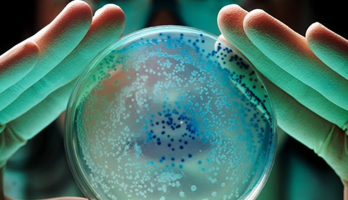 Bugs as drugs: What is microbial cell therapy? | MD Anderson Cancer Center