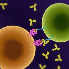 What are Immune Checkpoint Inhibitors? Know Before Treatment | MD ...