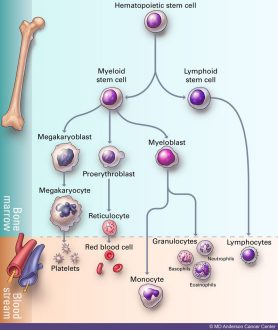 Chronic Myelogenous Leukemia