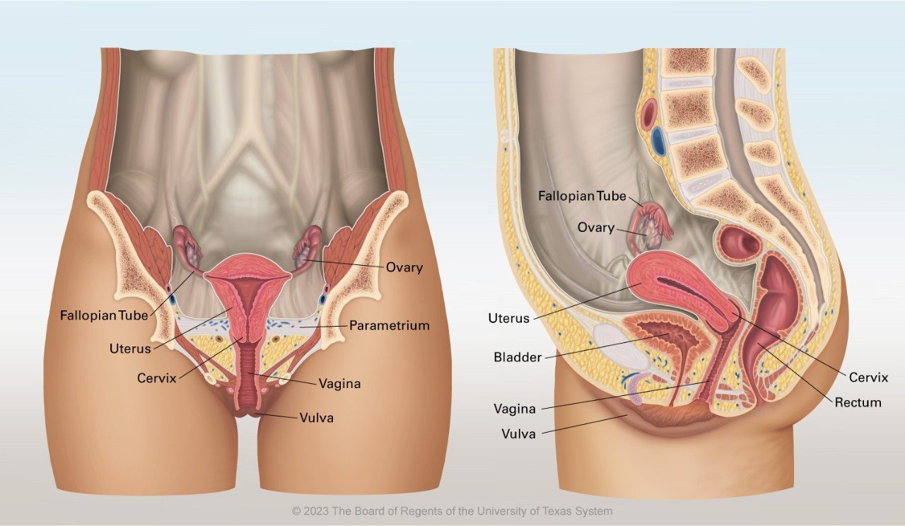 parametrium diagram