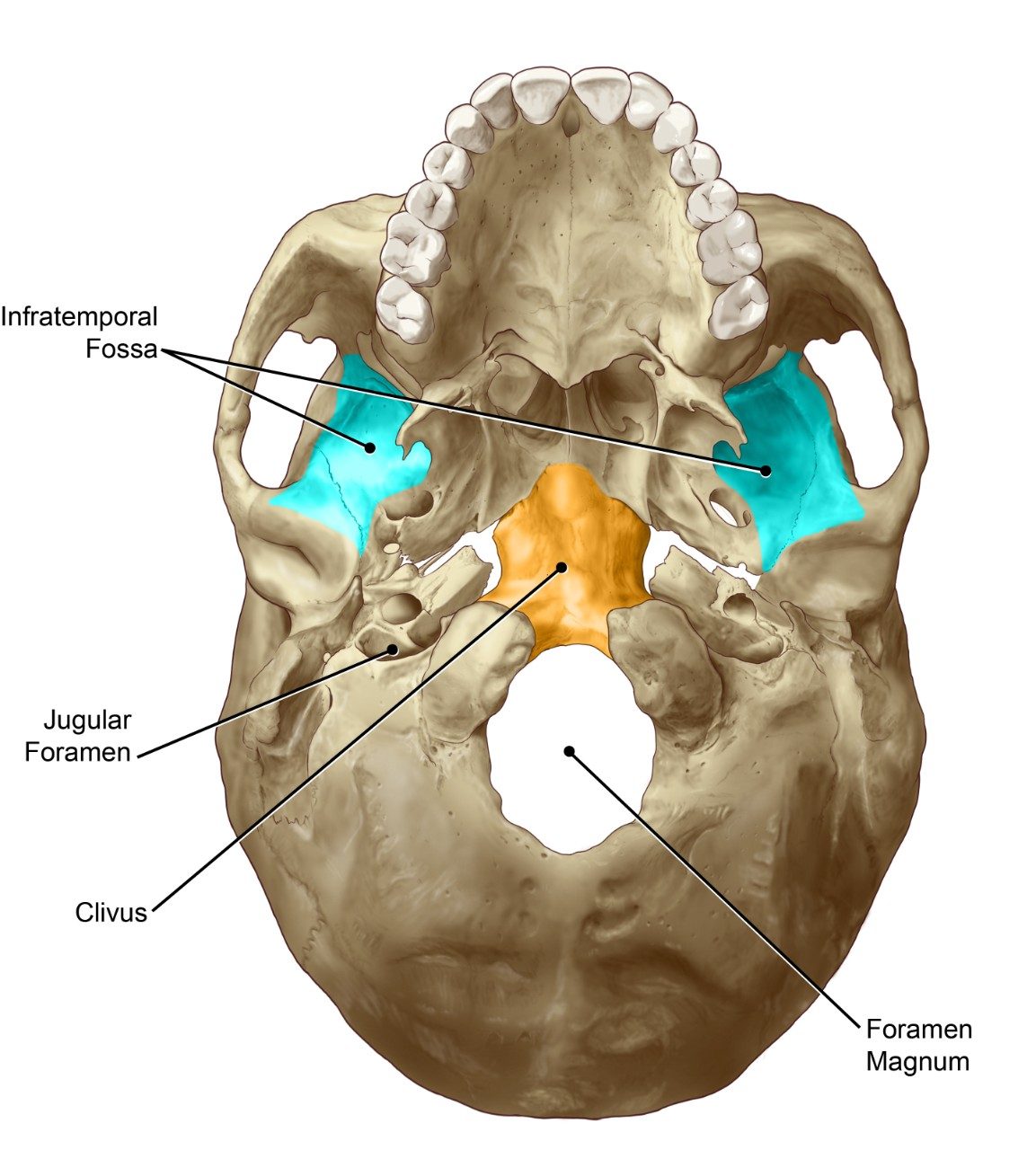 Skull Base Tumor Locations | MD Anderson Cancer Center