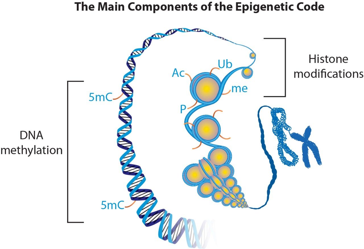 Epigenetics and Molecular Carcinogenesis Research | MD Anderson Cancer ...