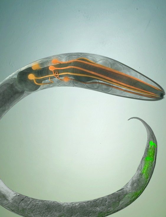 Aballay Laboratory Research | MD Anderson Cancer Center