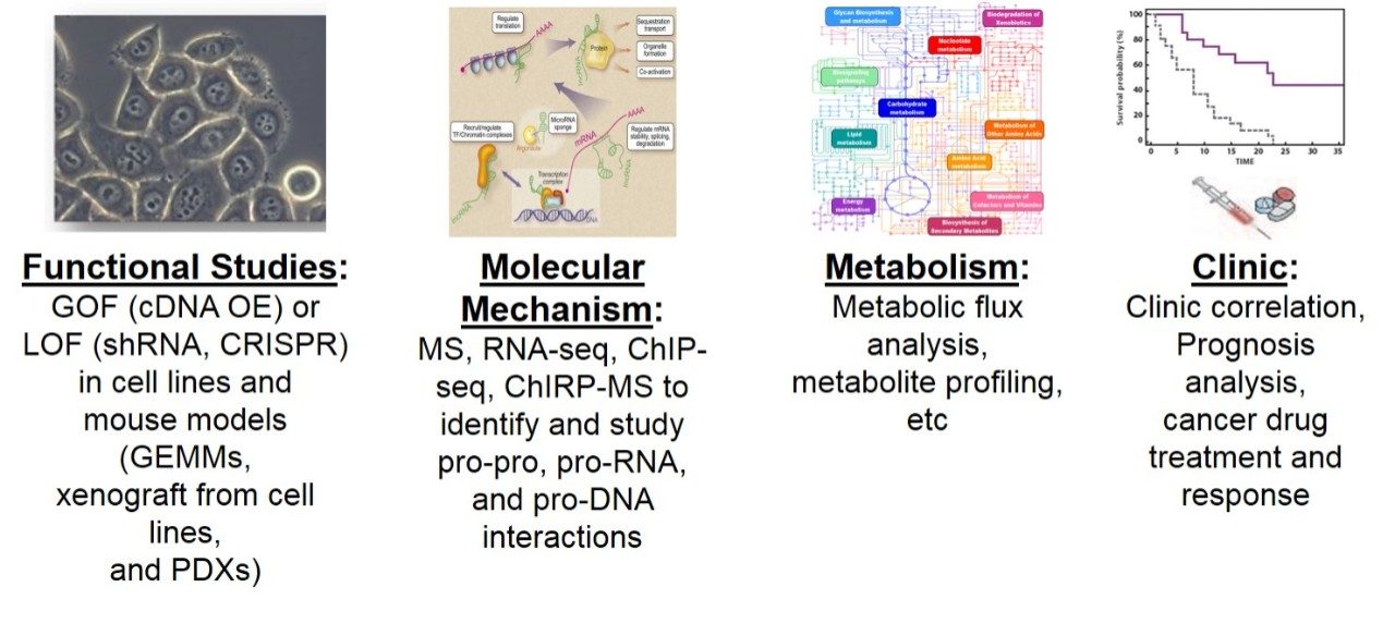 Gan Laboratory | MD Anderson Cancer Center