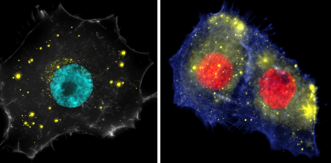 Kalluri Lab, Cancer Research | MD Anderson Cancer Center