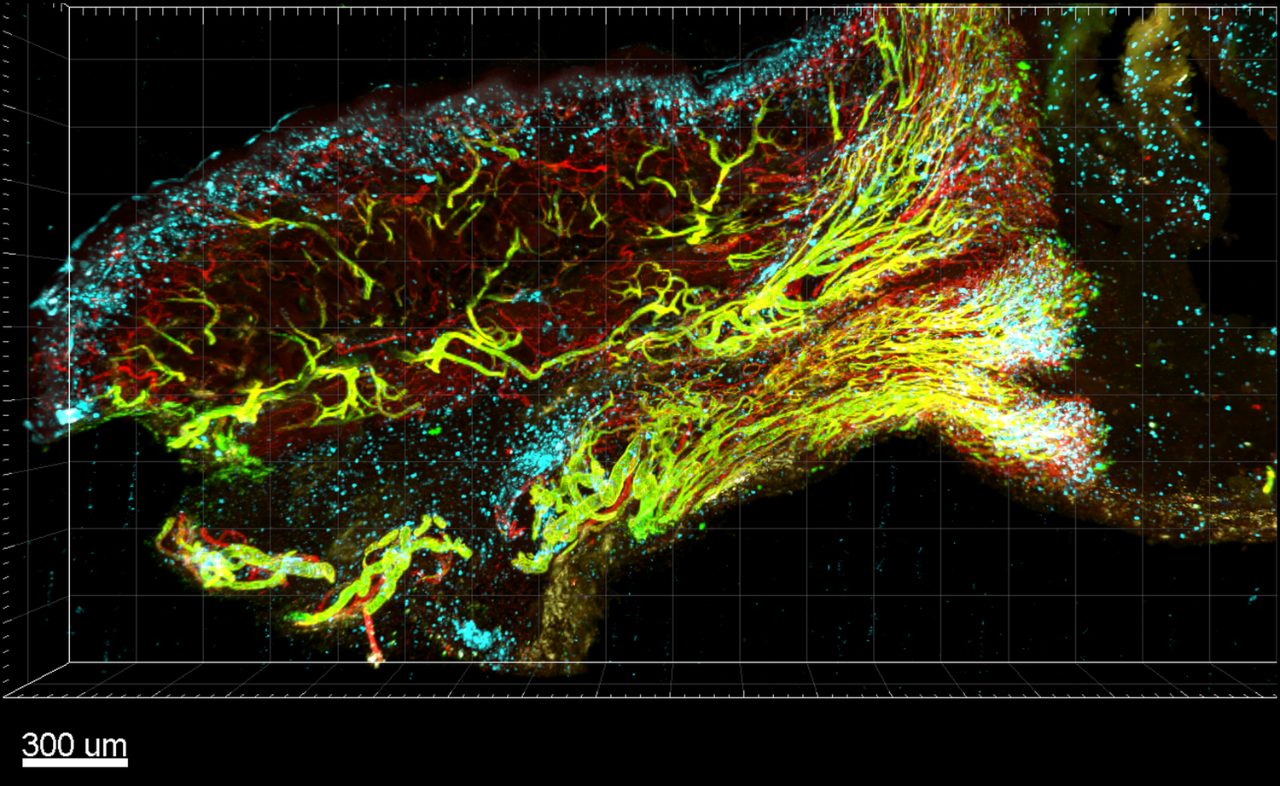 Kenneth Hu Laboratory | MD Anderson Cancer Center