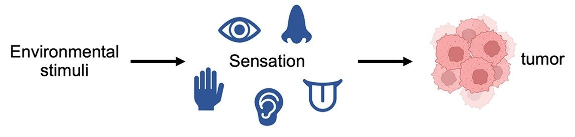 Pan Laboratory Research | MD Anderson Cancer Center