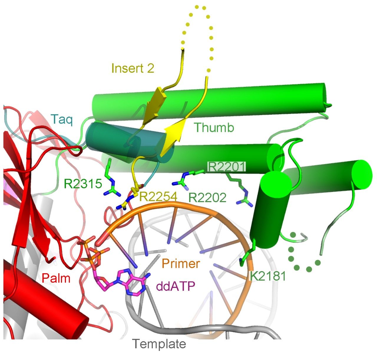 Research, Wood Lab | MD Anderson Cancer Center