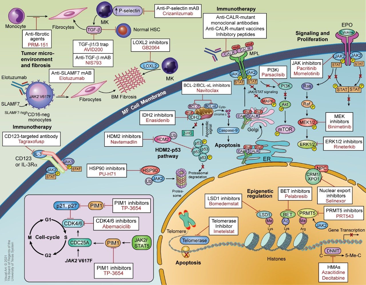 Current Myeloproliferative Neoplasms Research & Treatments | MD ...