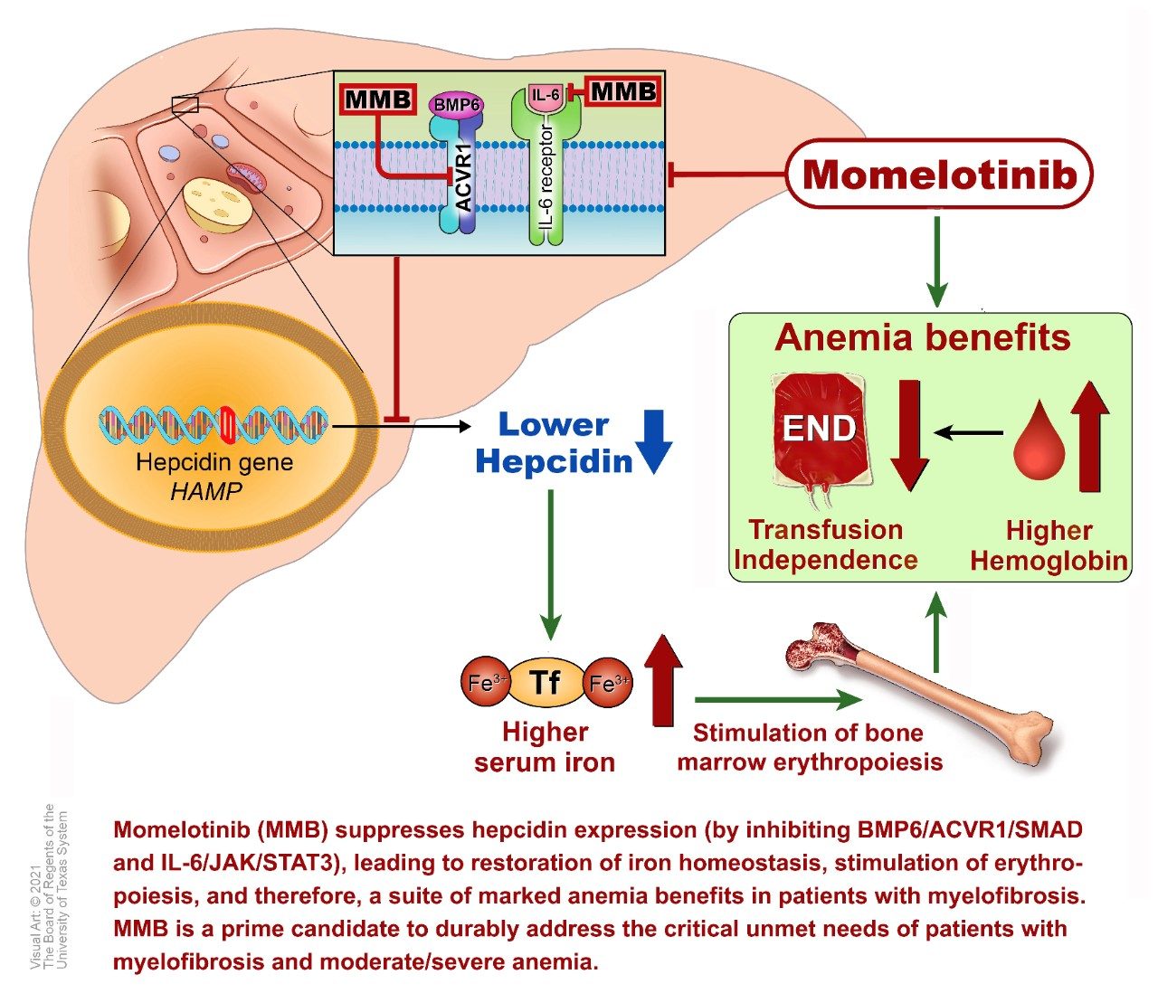 Current Myeloproliferative Neoplasms Research & Treatments | MD ...