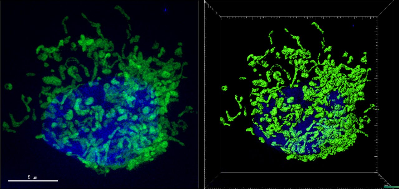 Advanced Microscopy Core Gallery | MD Anderson Cancer Center