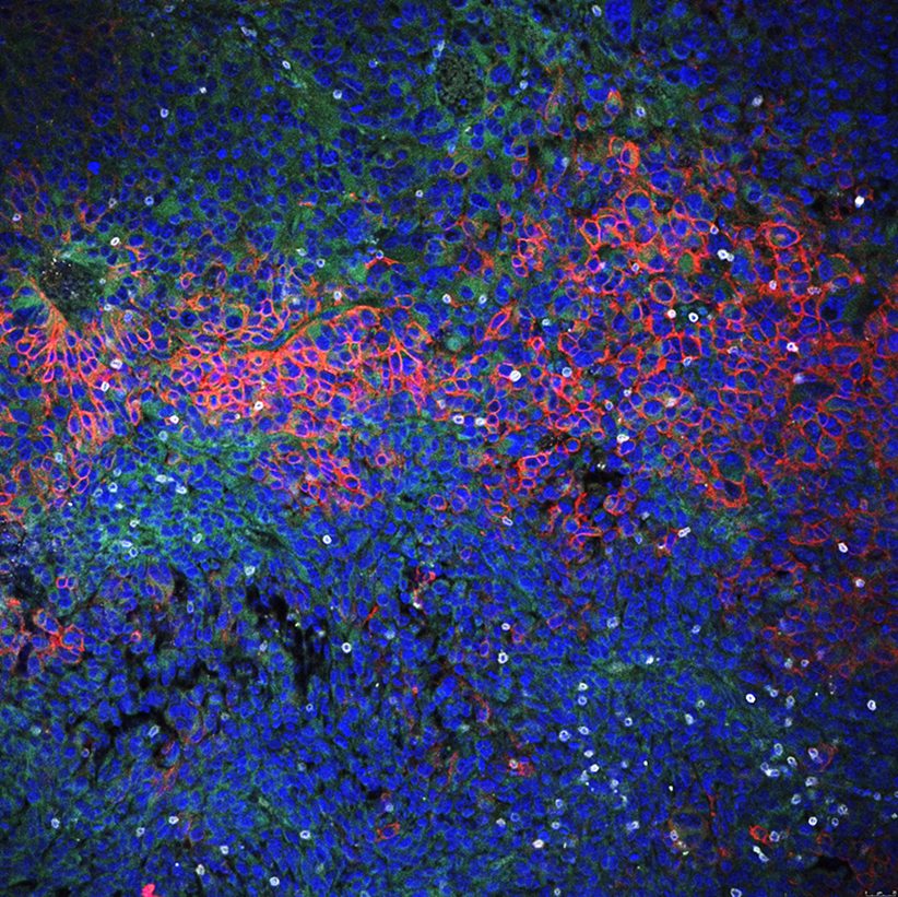 Advanced Microscopy Core Gallery | MD Anderson Cancer Center