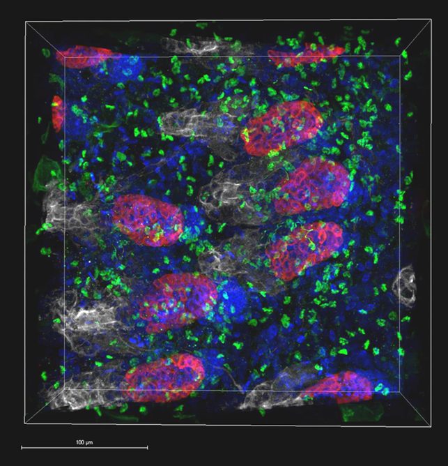 Advanced Microscopy Core Gallery | MD Anderson Cancer Center