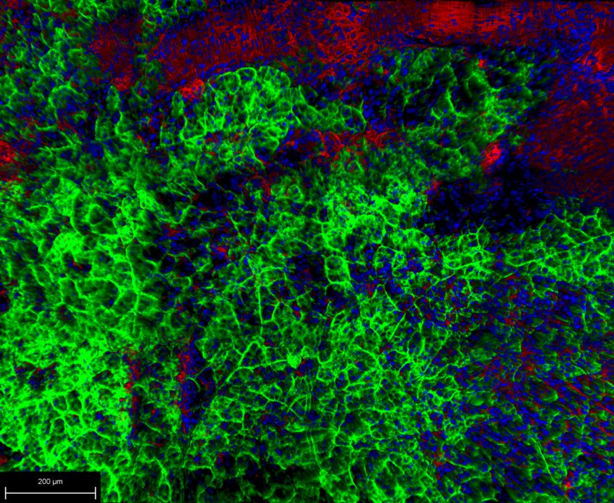 Advanced Microscopy Core Gallery | MD Anderson Cancer Center