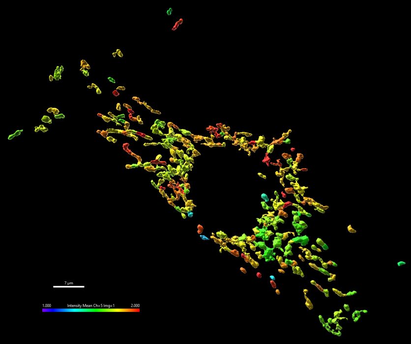 Advanced Microscopy Core Gallery | MD Anderson Cancer Center