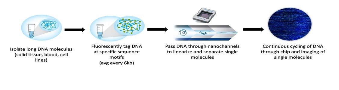 Bionano Optical Genome Mapping | MD Anderson Cancer Center