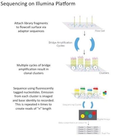 Next-Generation Sequencing Services | MD Anderson Cancer Center
