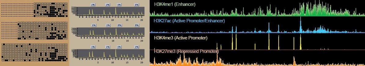 Epigenomics Profiling Core | MD Anderson Cancer Center