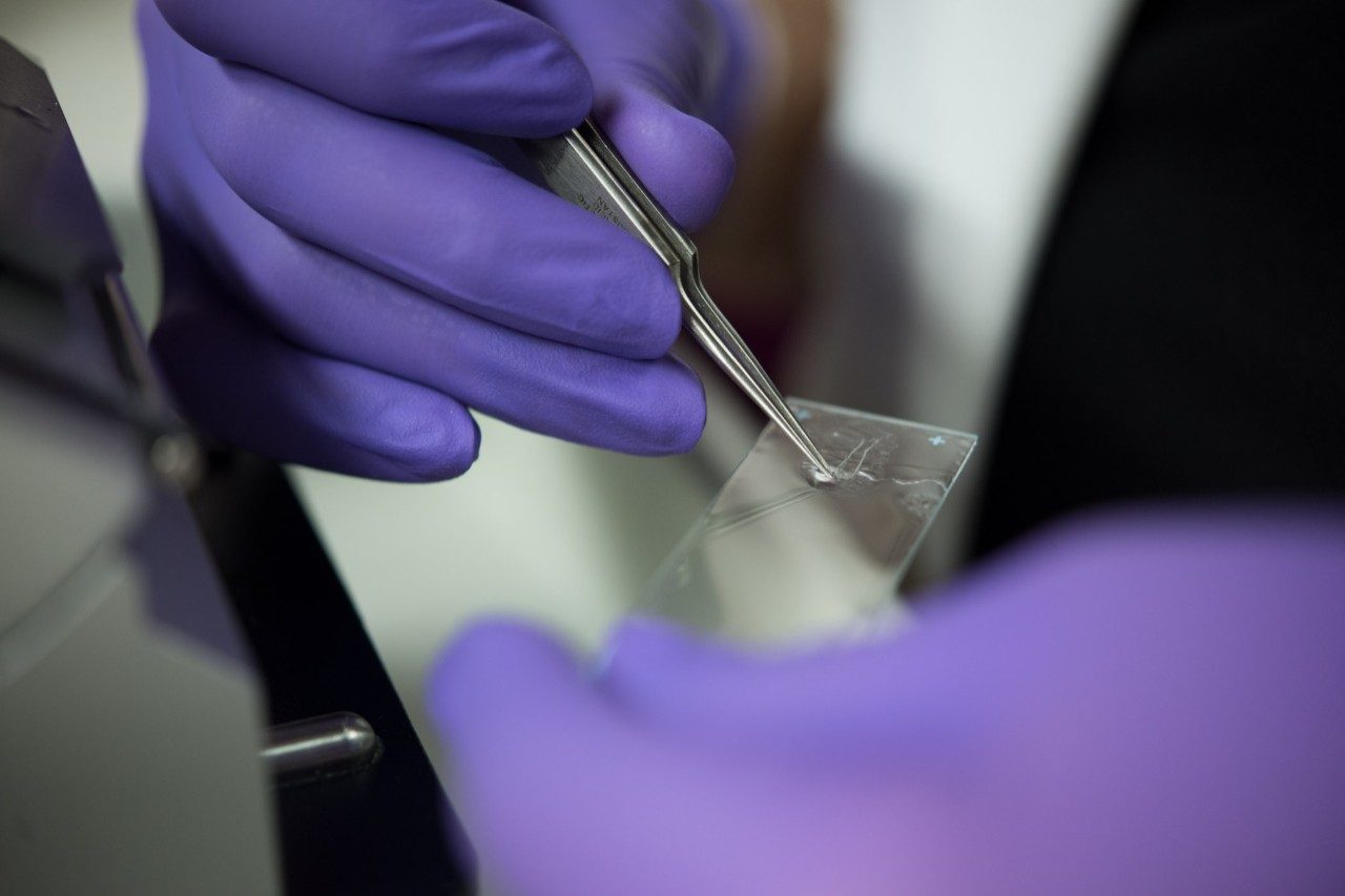 Research Histology Core Laboratory Services | MD Anderson Cancer Center