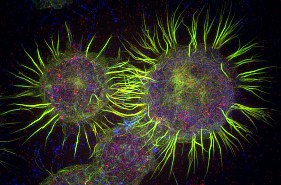 Subcellular Imaging Resource Gallery | UT MD Anderson