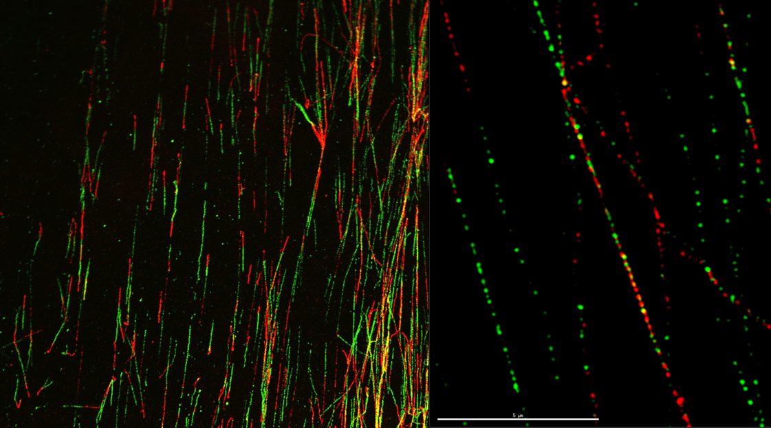 Subcellular Imaging Resource Gallery | UT MD Anderson