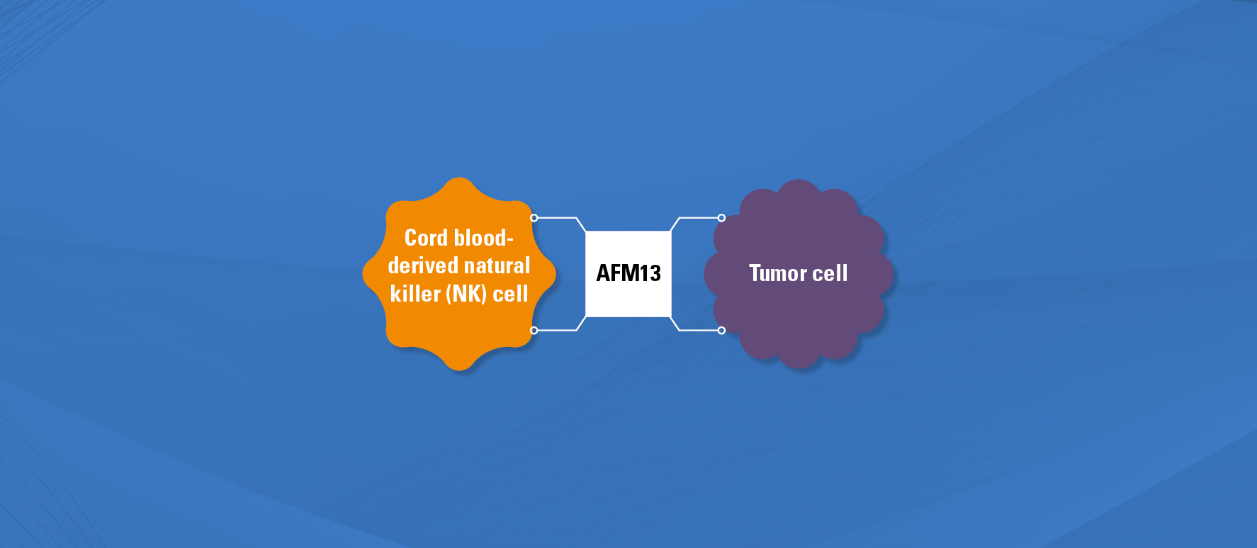 NK cells combined with bispecific antibody showed strong response for ...