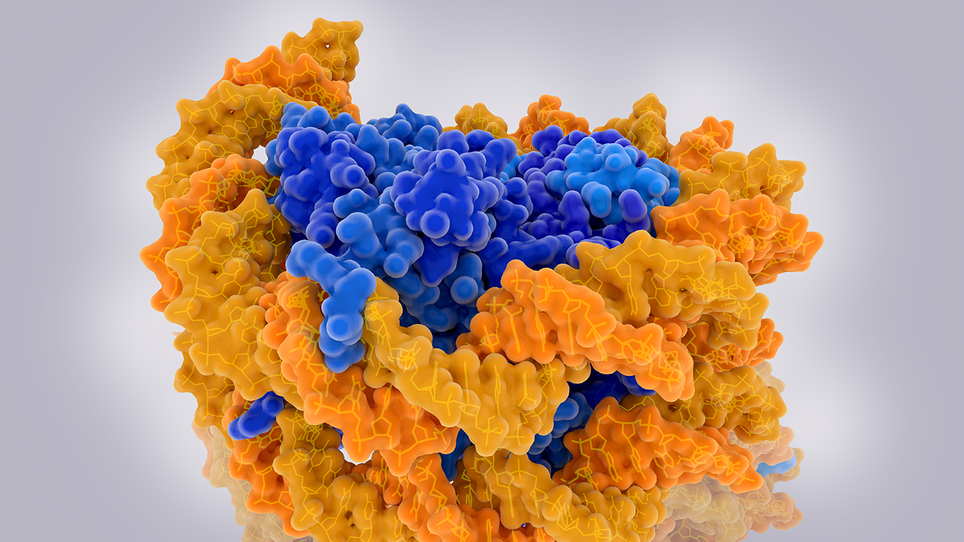 DNA shape and rigidity regulate key players of gene expression | UT MD ...