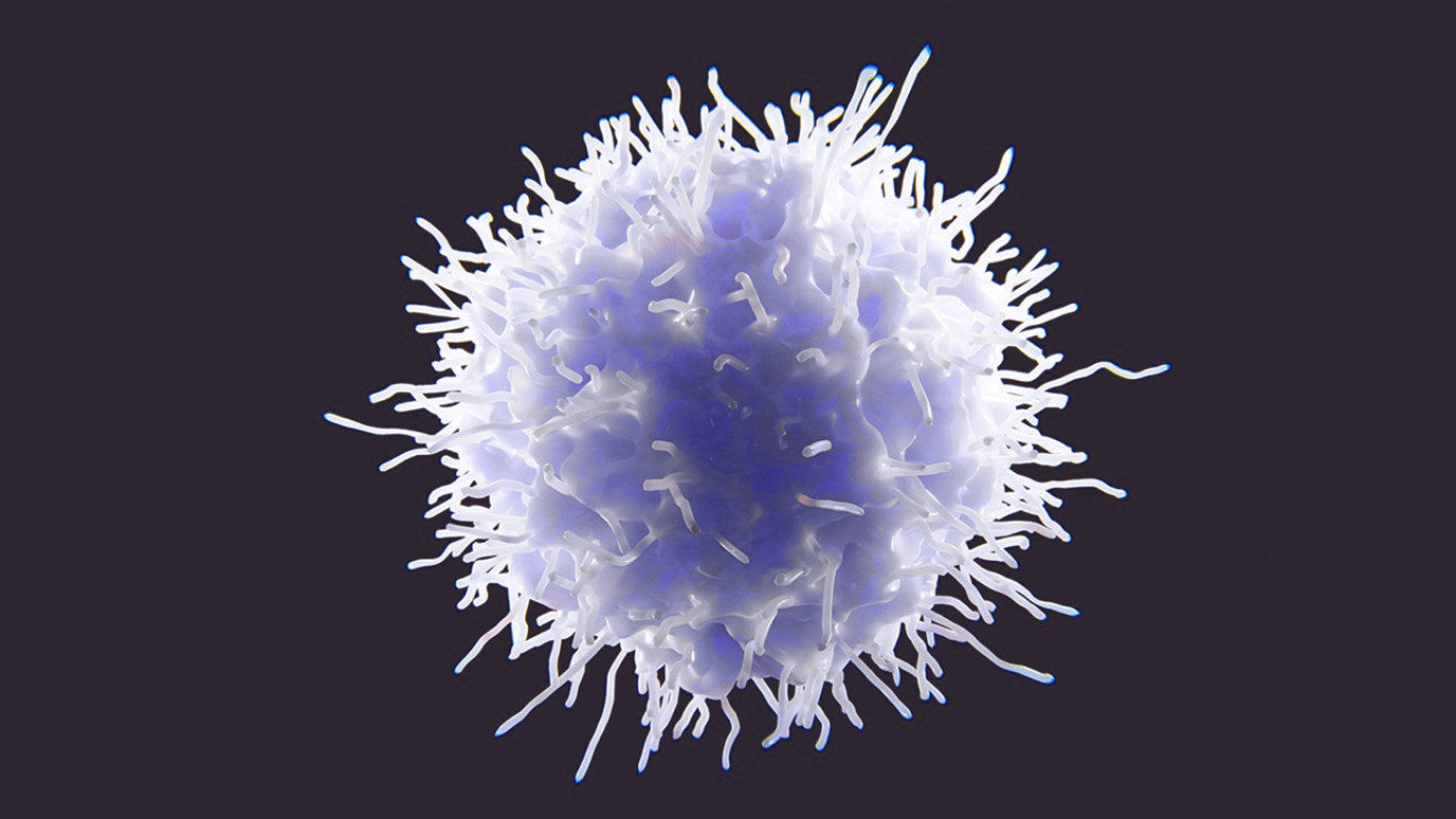 CAR NK cells with CD28 costimulation improved cell persistence and ...