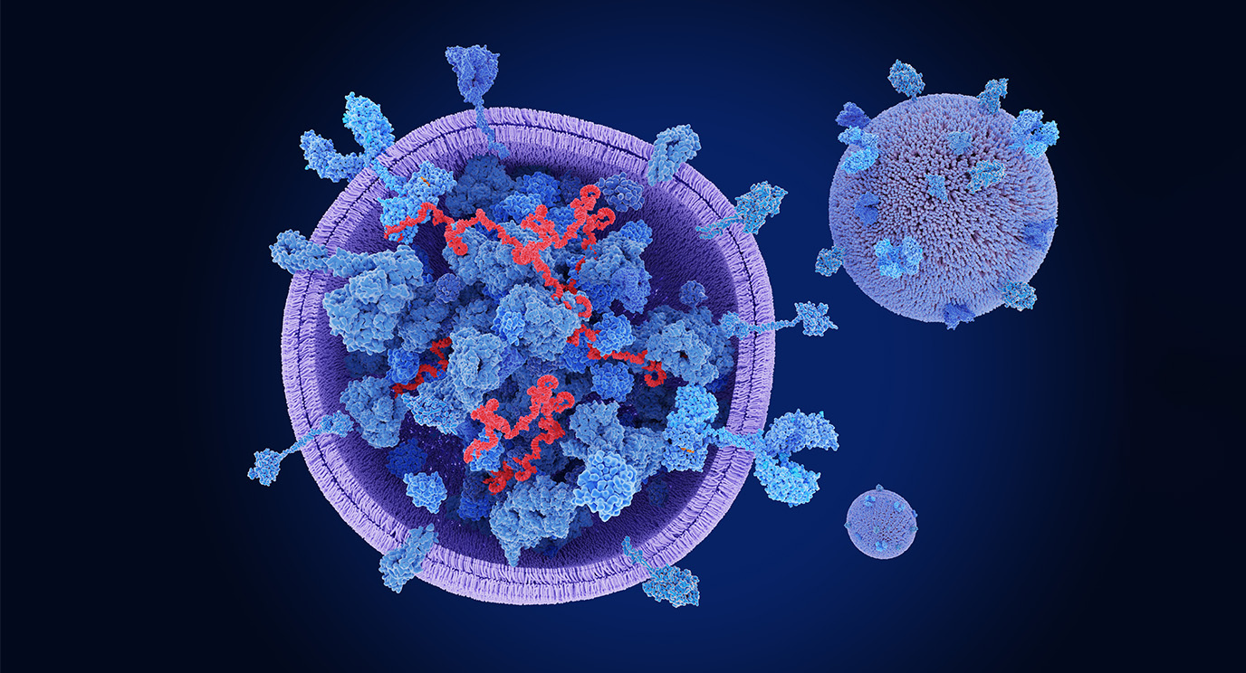 mRNA delivered by extracellular vesicles induces immunotherapy response ...
