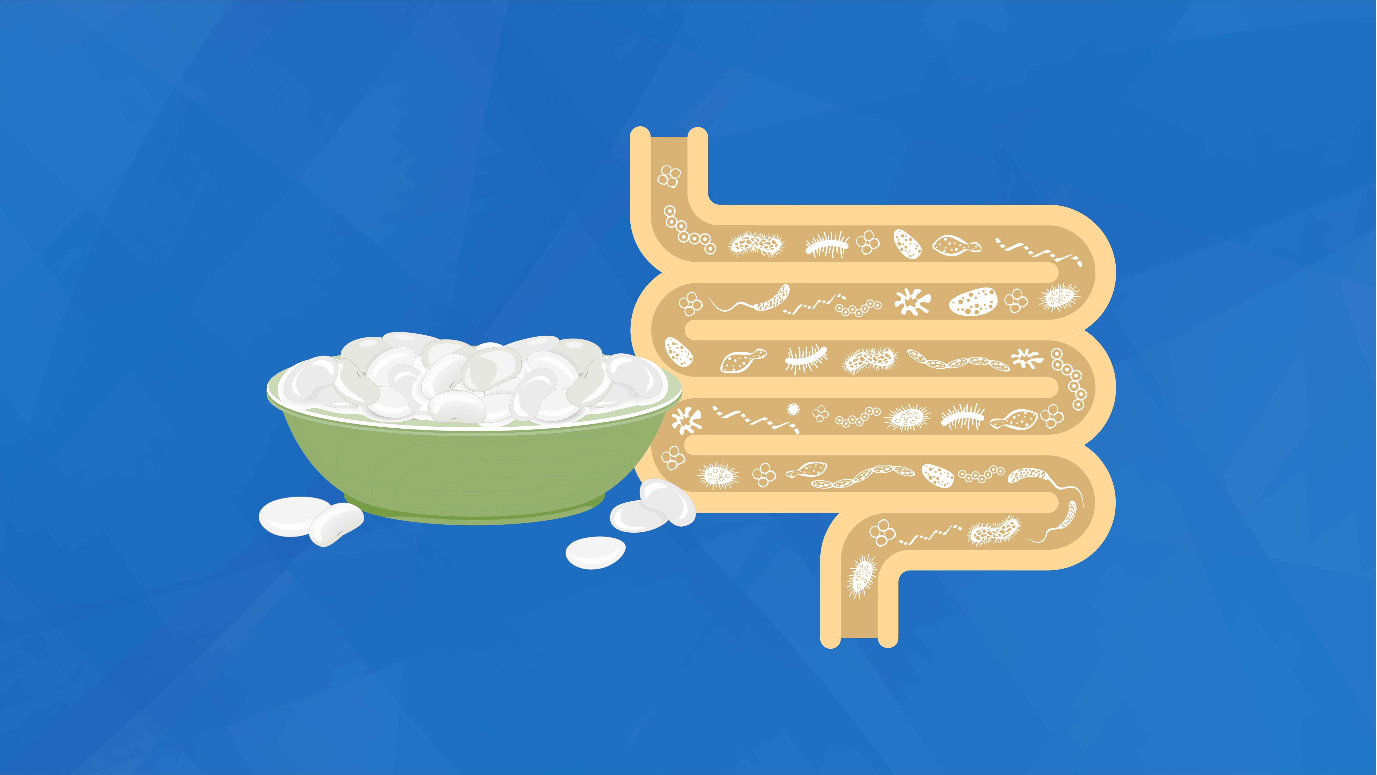 Eating beans improves gut health, regulates immune and inflammatory ...